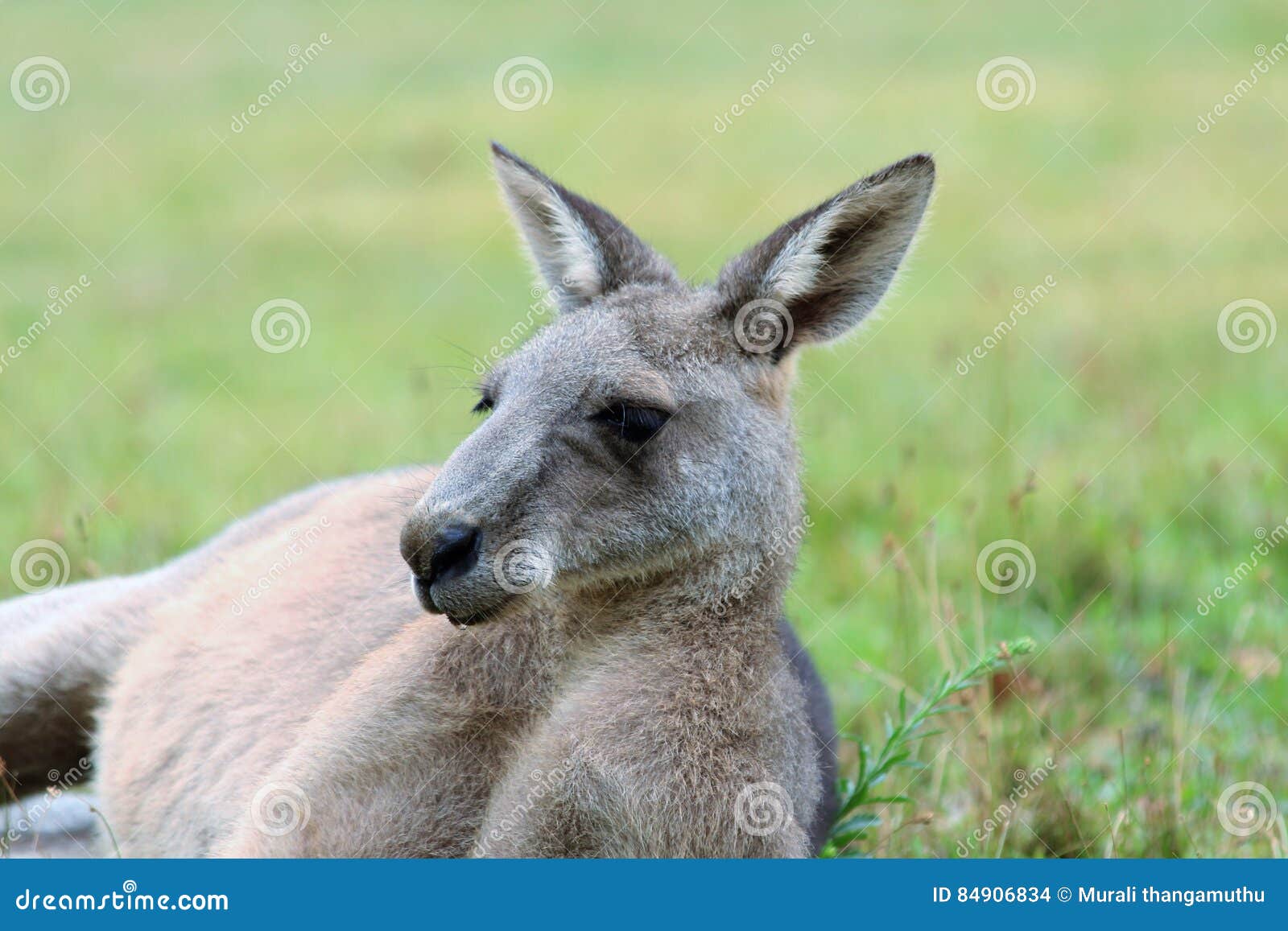 Kangaroo is taking ready stock photo. Image of ready - 84906834
