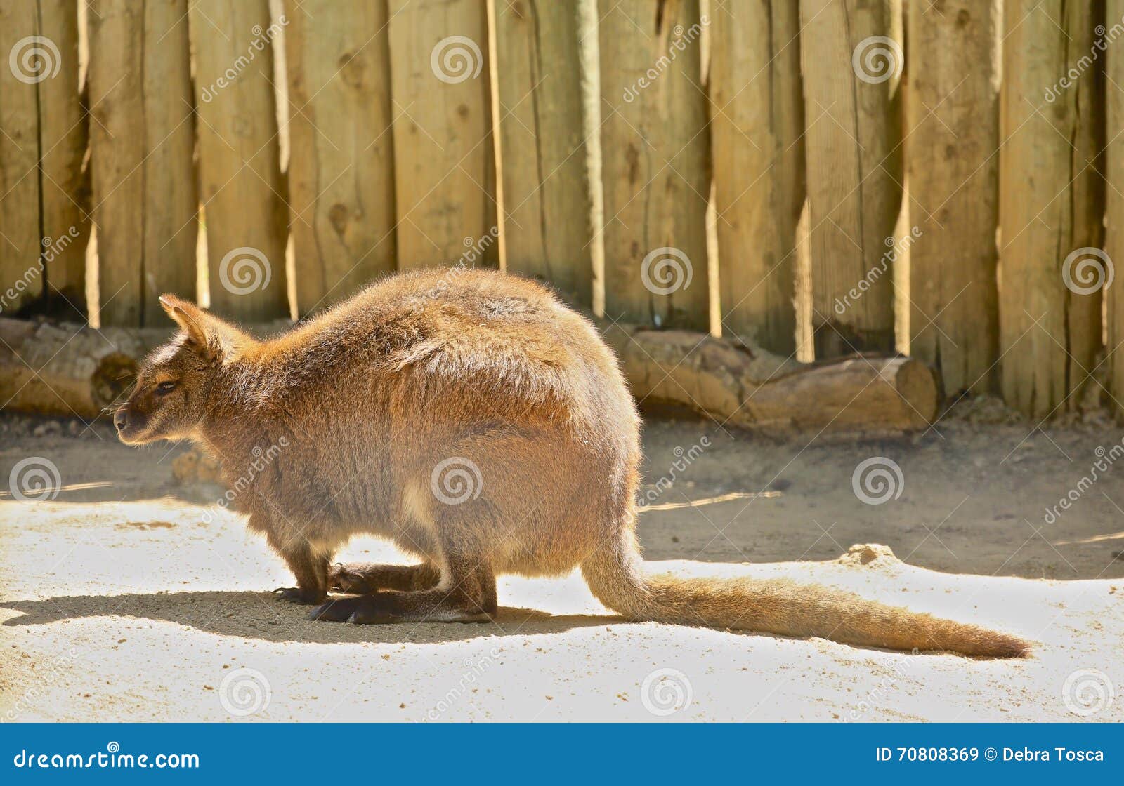 Kangaroo marsupial stock image. Image of mammal, marsupial - 70808369