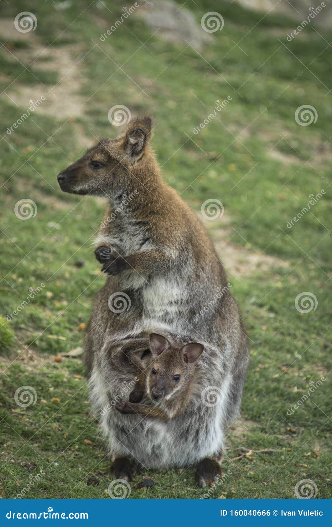 Kangaroo with baby stock photo. Image of birds, indian - 160040666