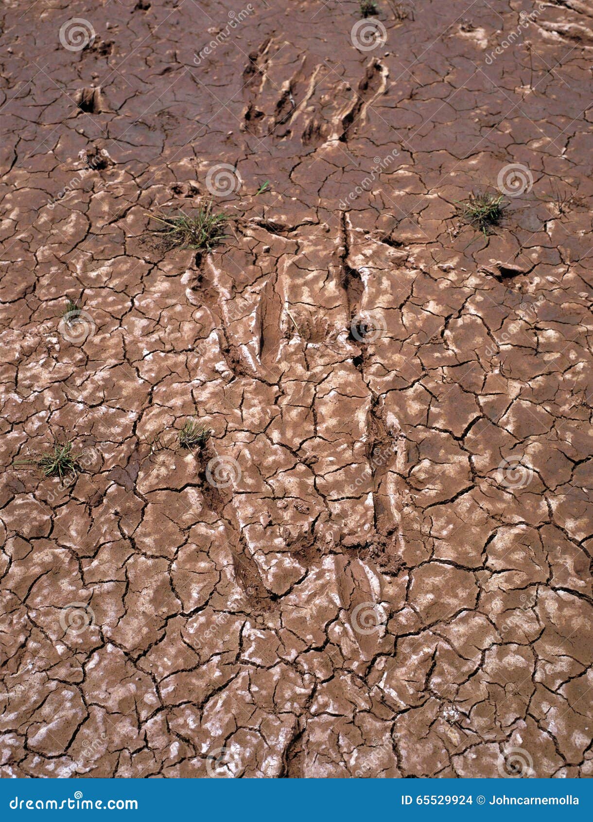 Kangaroo tracks stock photo. Image of tracks, earth, drought - 65529924