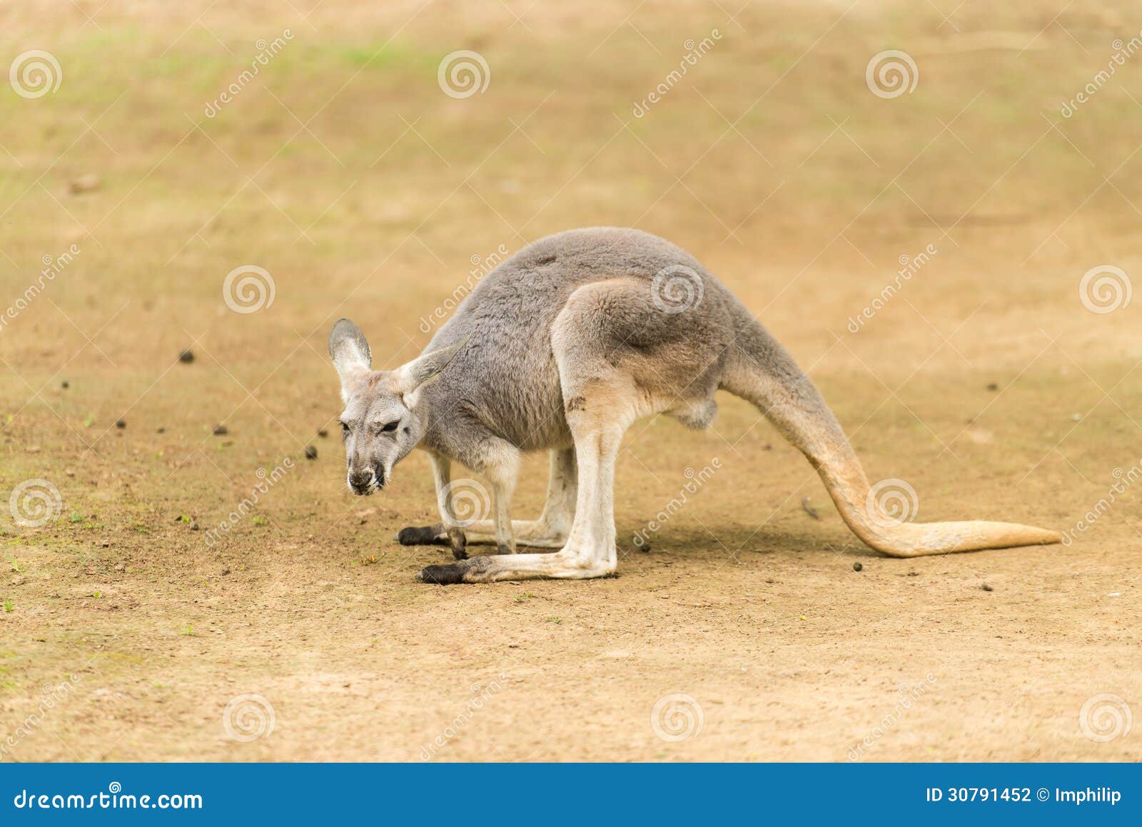 Kangaroo stock photo. Image of pouch, close, joey, pretty - 30791452