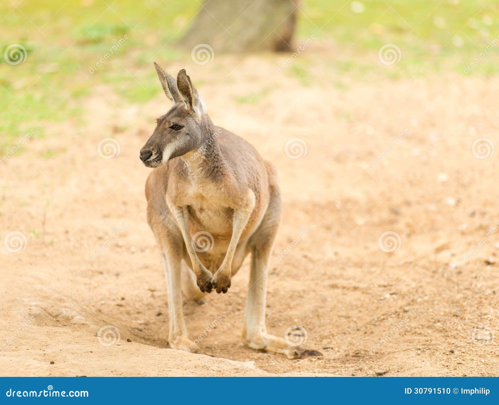 Kangaroo stock photo. Image of eastern, pretty, animal - 30791510