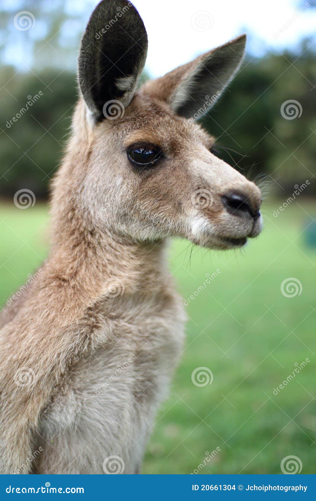 Kangaroo Under a Afternoon Sky Stock Photo - Image of marsupial, wild ...