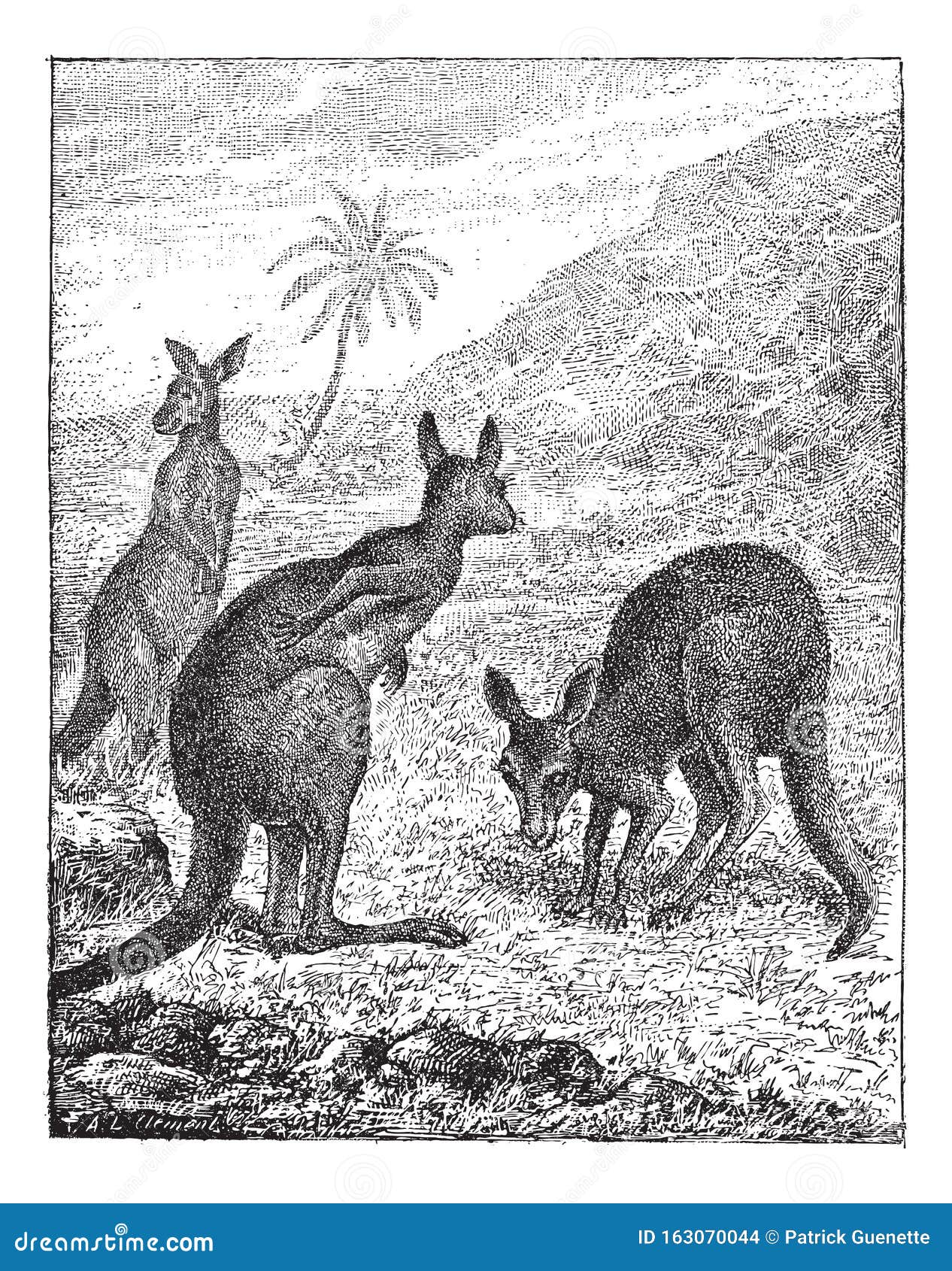 Kangaroo, Vintage Engraving Stock Vector - Illustration of natural ...
