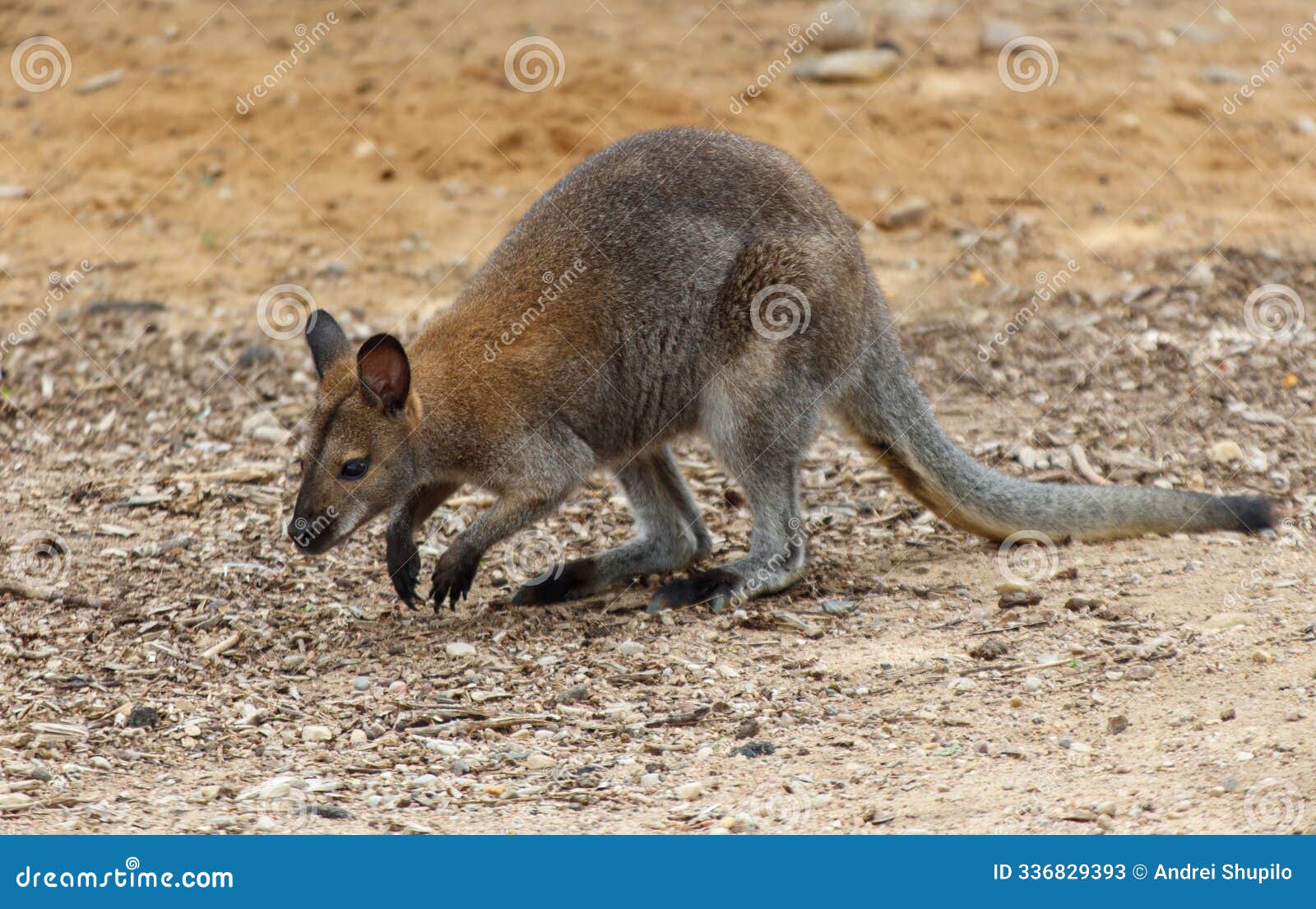 A Kangaroo is Walking on the Ground Stock Image - Image of wallaby ...