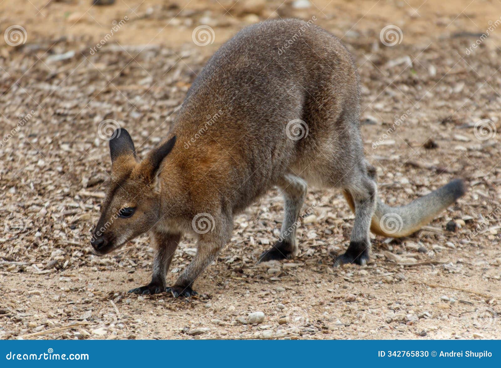 A Kangaroo is Walking on the Ground Stock Photo - Image of joey, small ...