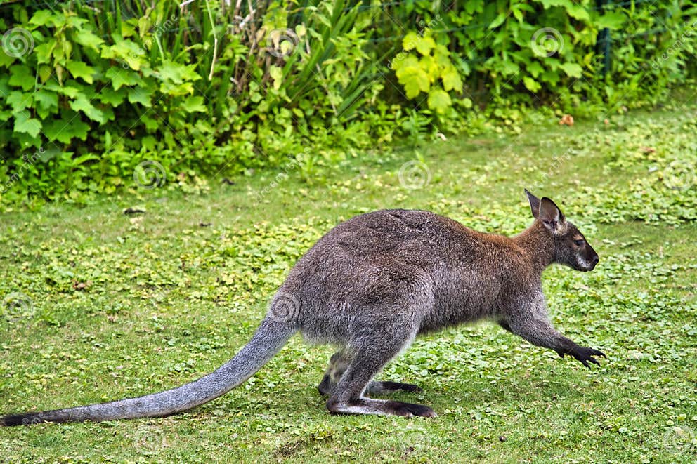 Kangaroo stock photo. Image of wallaby, plant, whiskers - 261612240