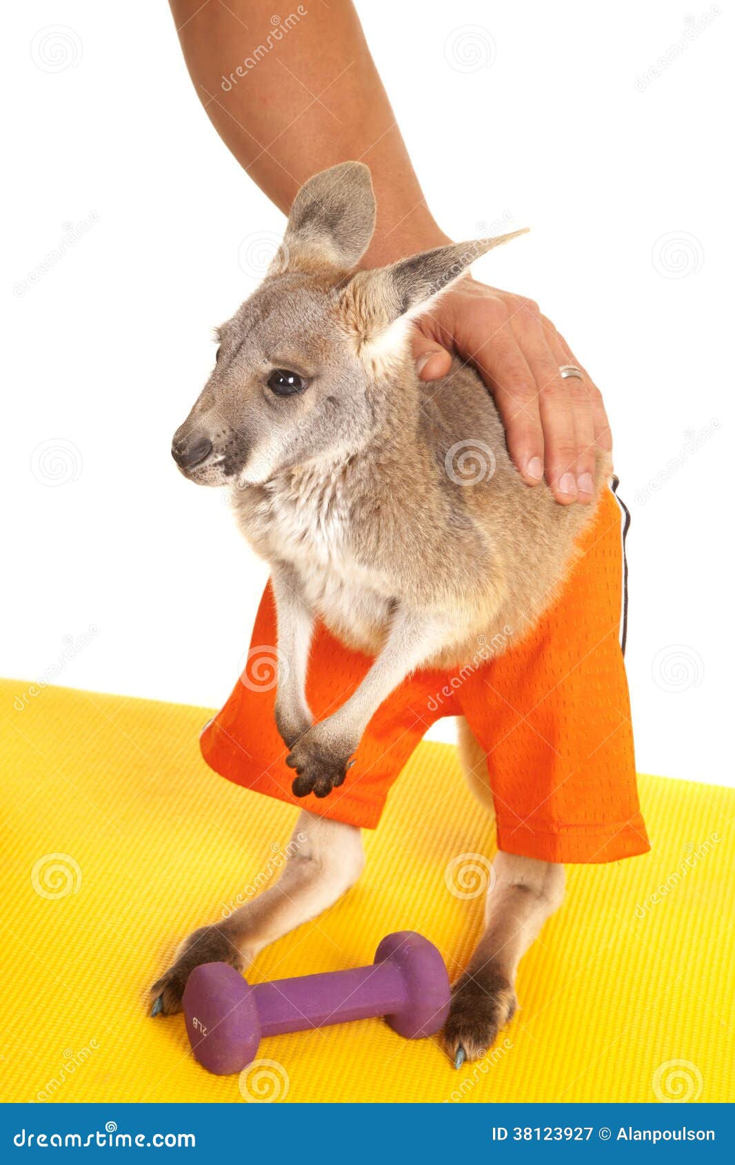 Kangaroo with Weight Workout Stock Image - Image of bush, animal: 38123927