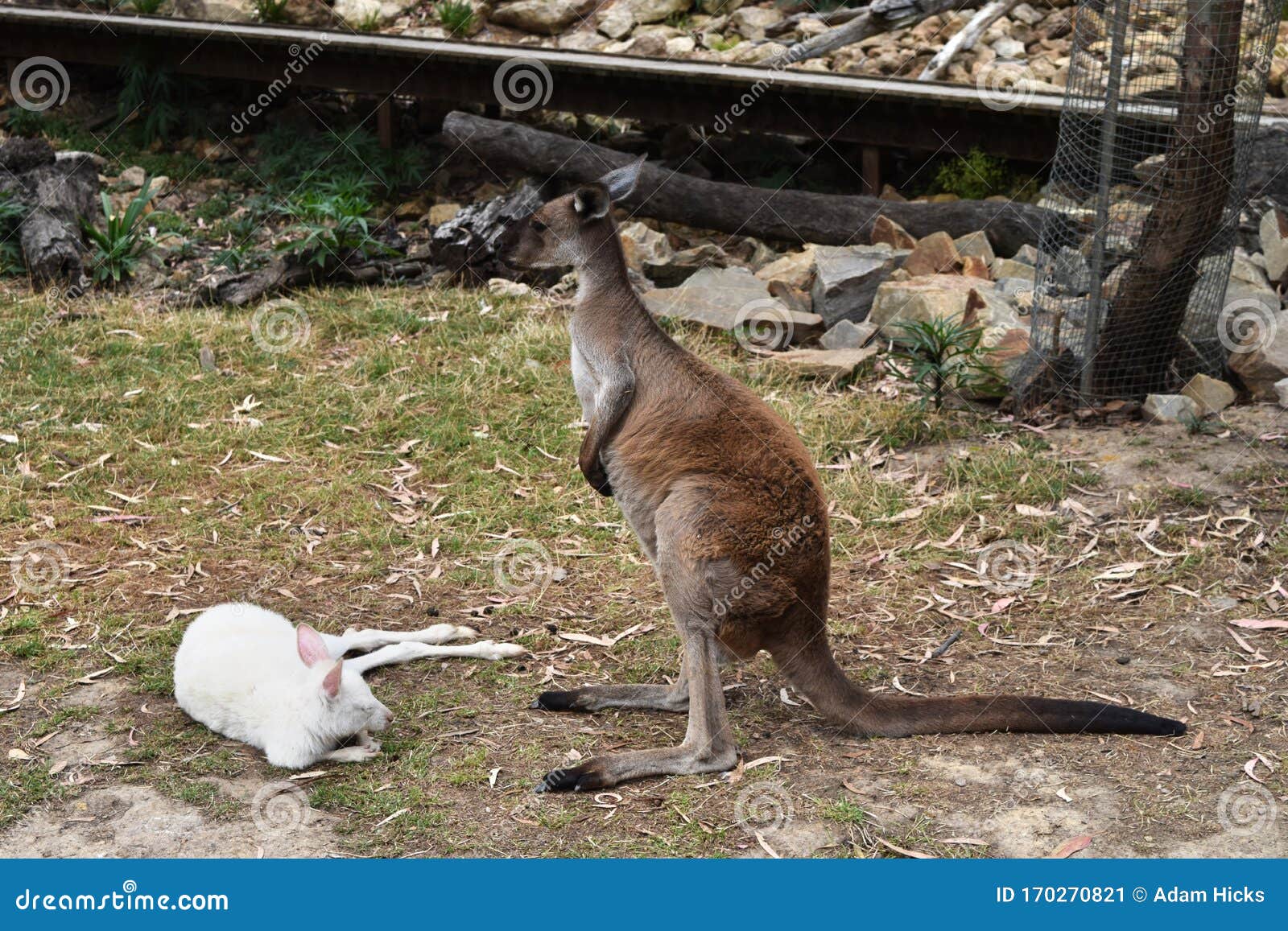 Kangaroo stock image. Image of animal, white, kangaroo - 170270821
