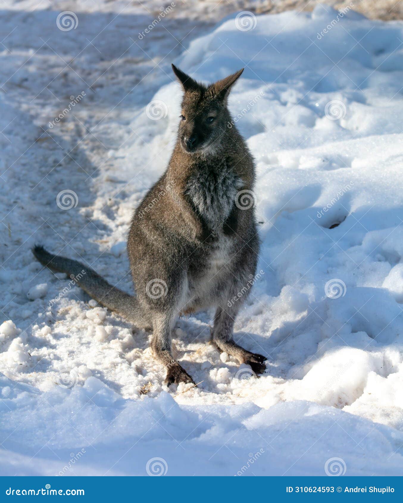 Kangaroo on White Snow in Winter Stock Image - Image of snowy ...
