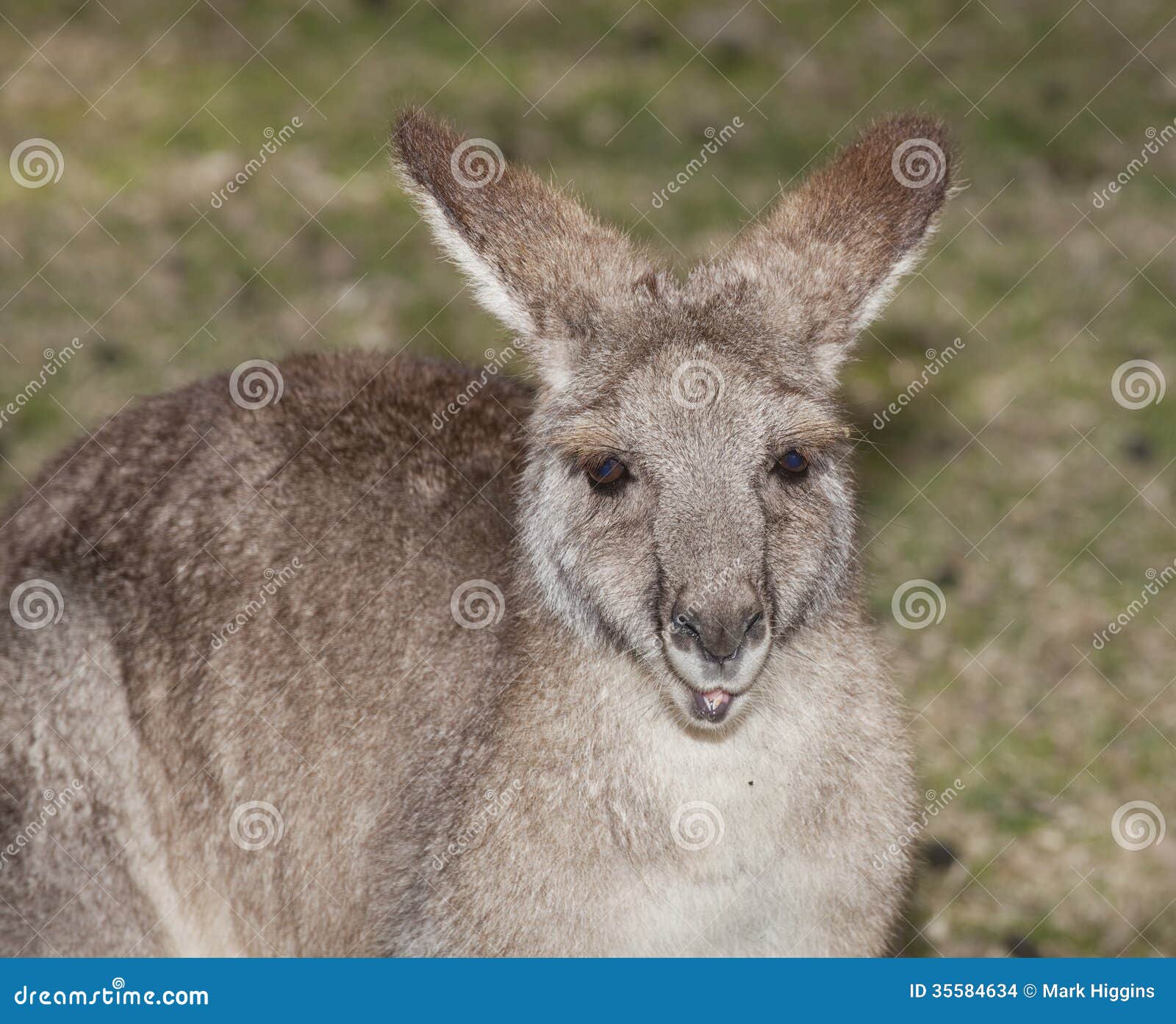 Kangaroo stock photo. Image of portrait, animal, wildlife - 35584634