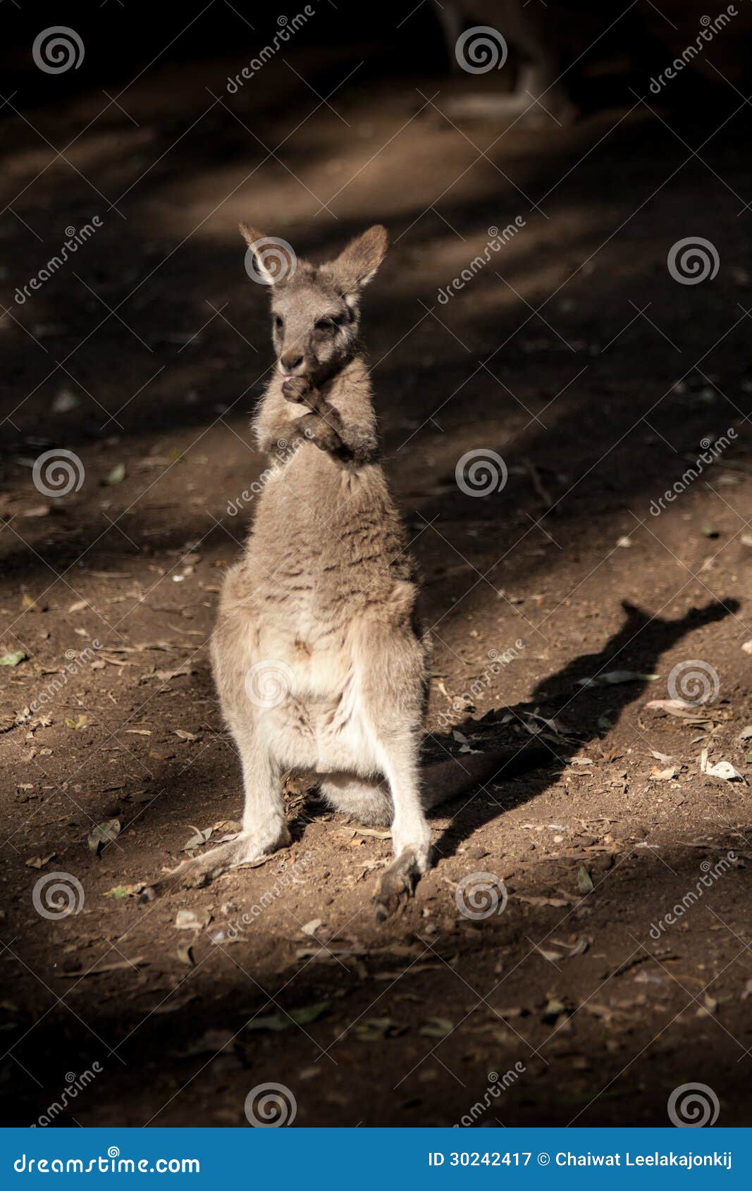 Little Kangaroo Australia Native Animal Stock Image - Image of isolated ...
