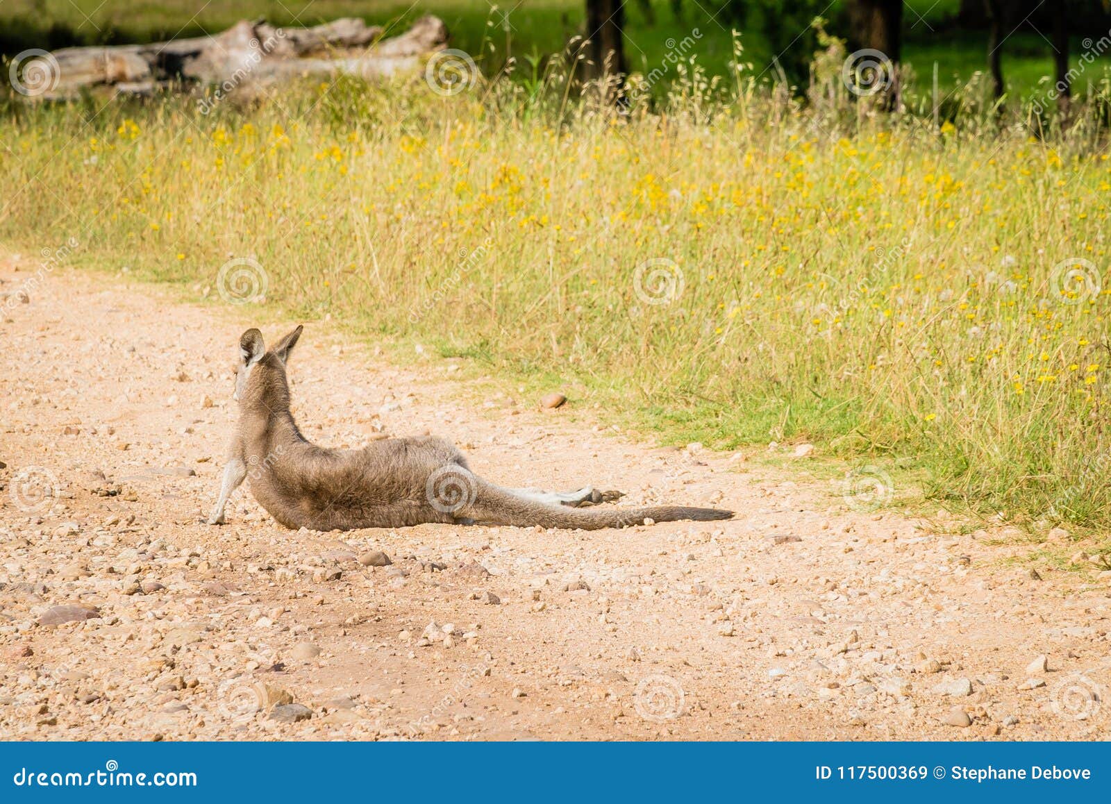 Kangaroo Wounded by a Car Lying on the Road Stock Image - Image of ...