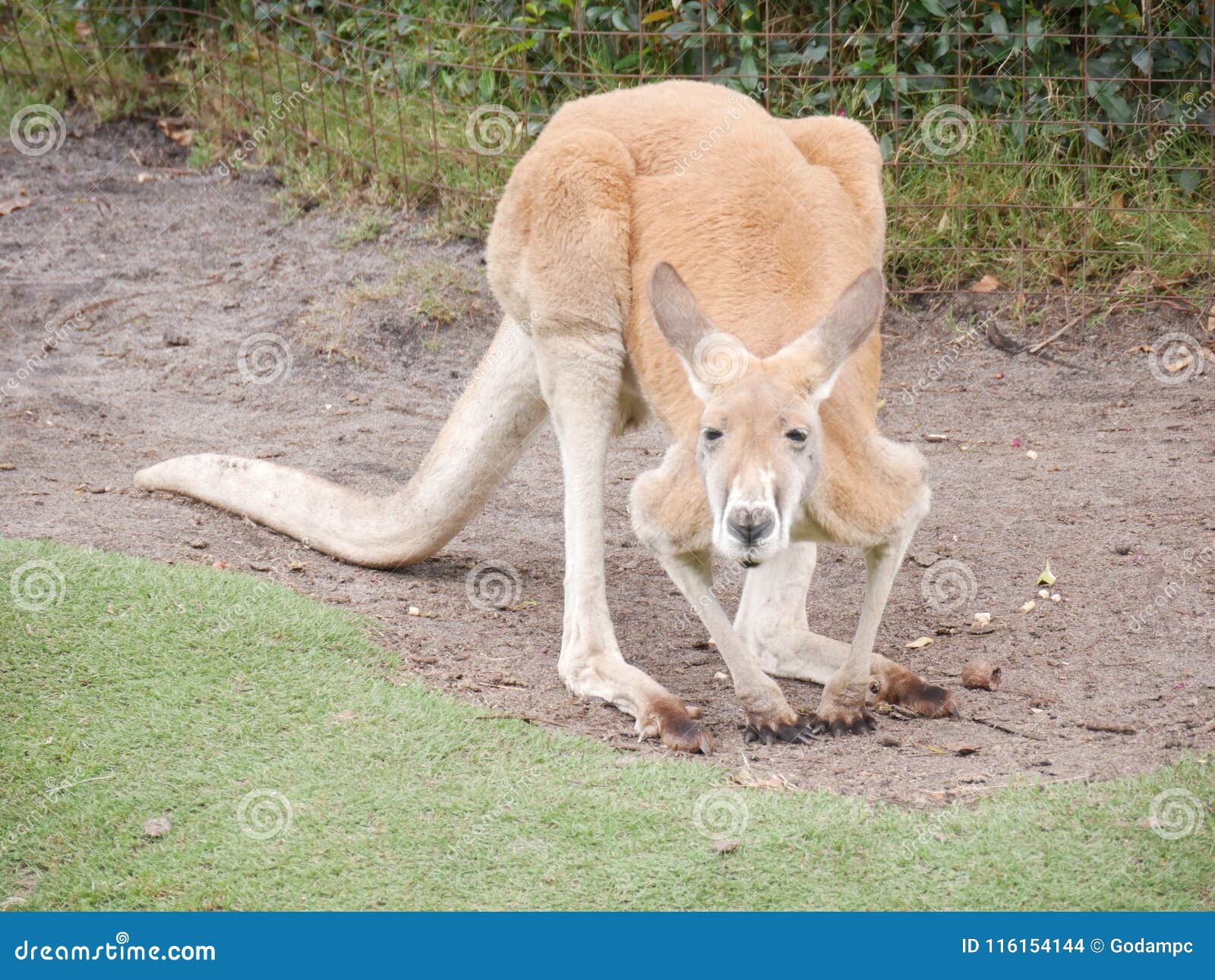 Kangaroo stock photo. Image of humble, wildlife, kangaroo - 116154144