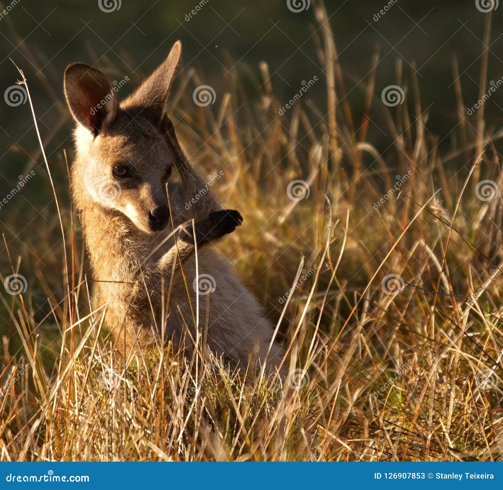 Kangaroo stock image. Image of young, ready, wildlife - 126907853
