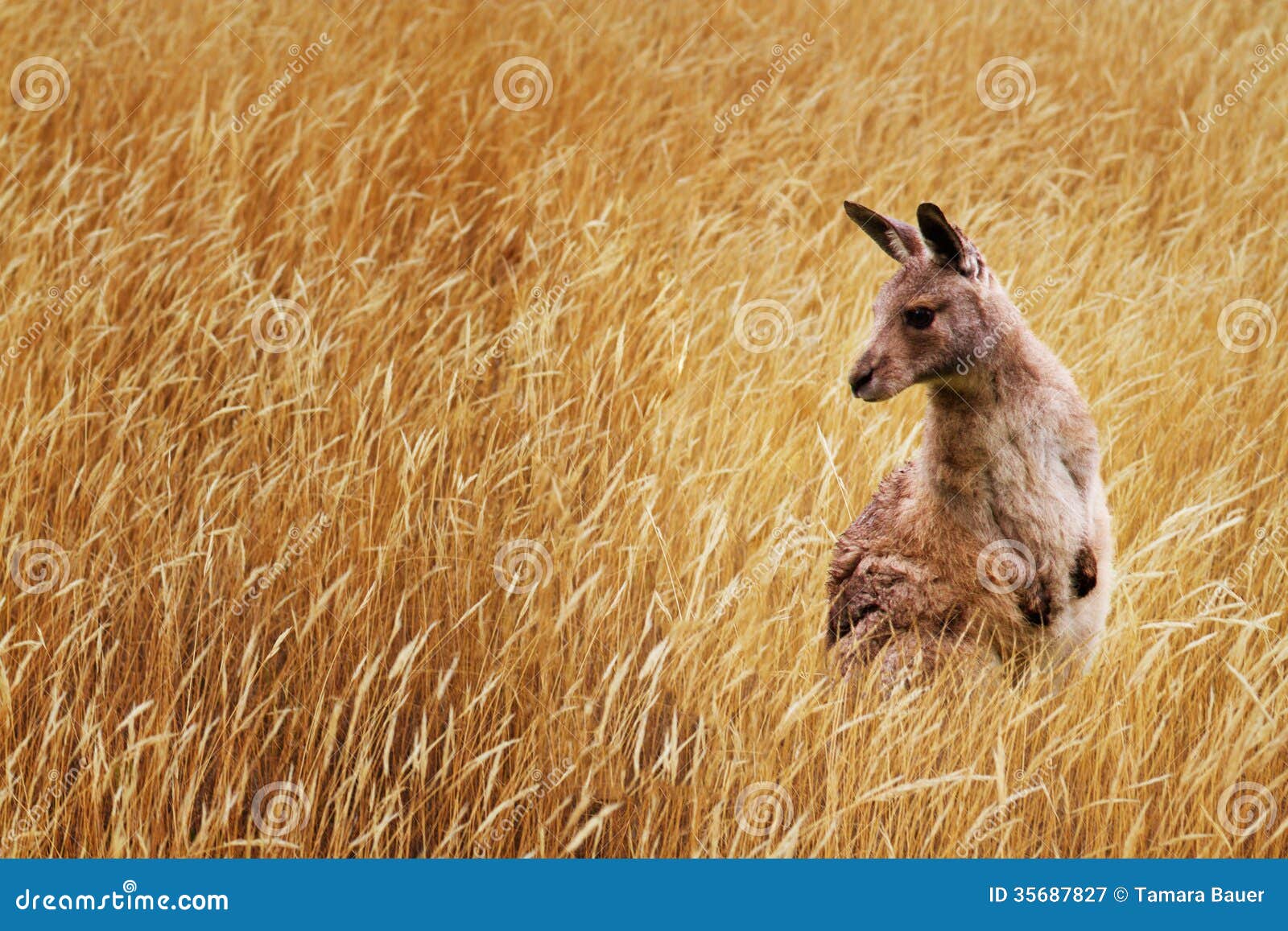 Kangaroo stock image. Image of meadow, wildlife, young - 35687827