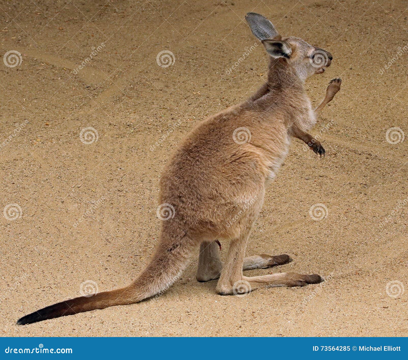 Kangaroo stock image. Image of looking, hopper, right - 73564285