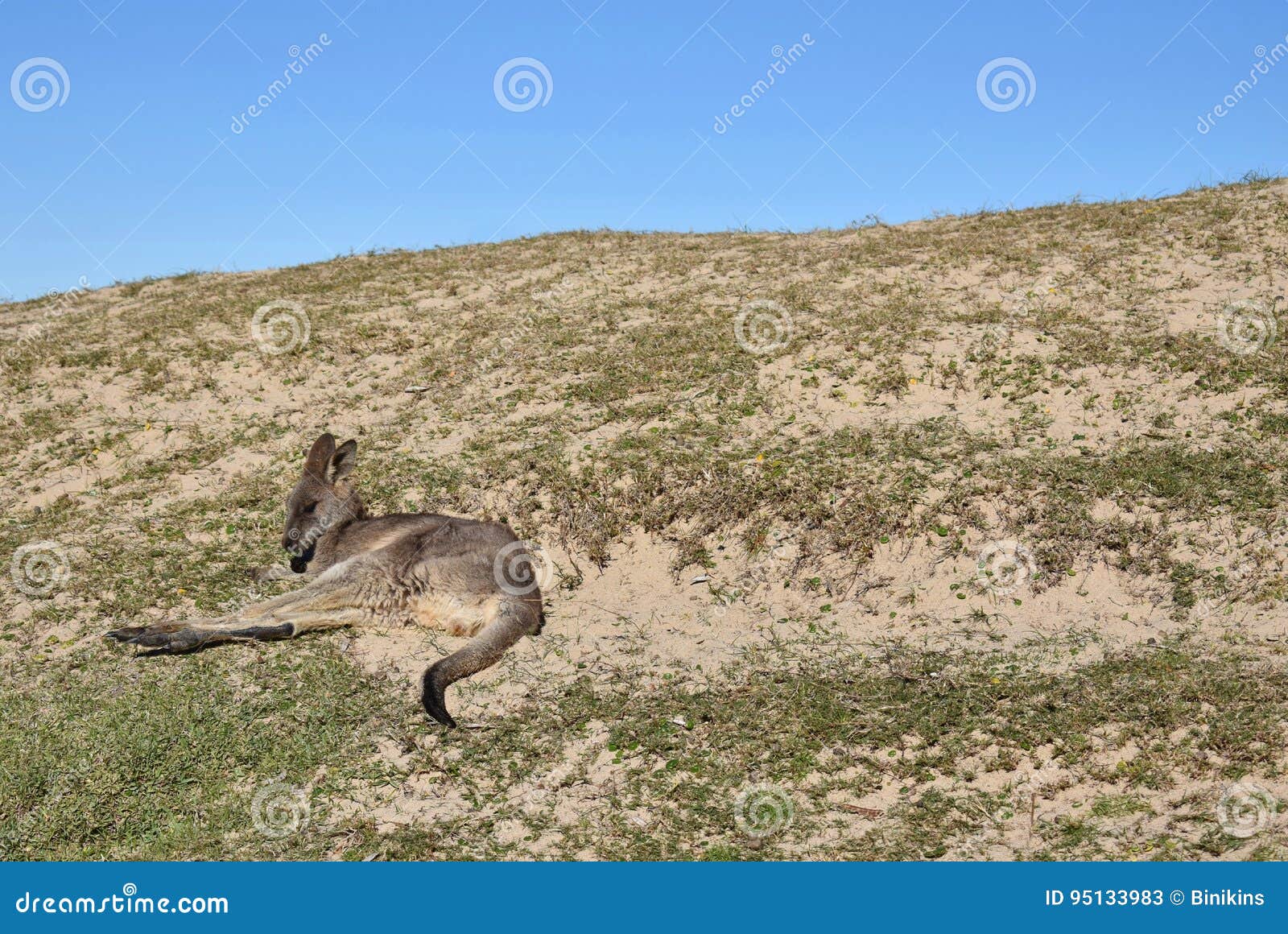 Kangaroo stock image. Image of beautiful, coast, head - 95133983