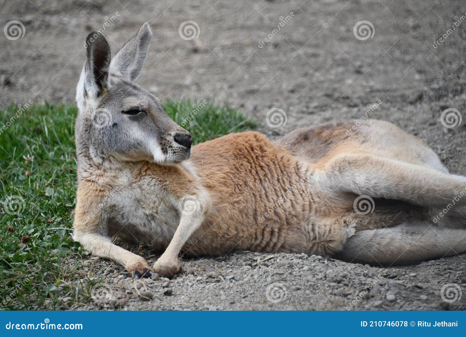 Kangaroo stock photo. Image of safari, park, marsupial - 210746078