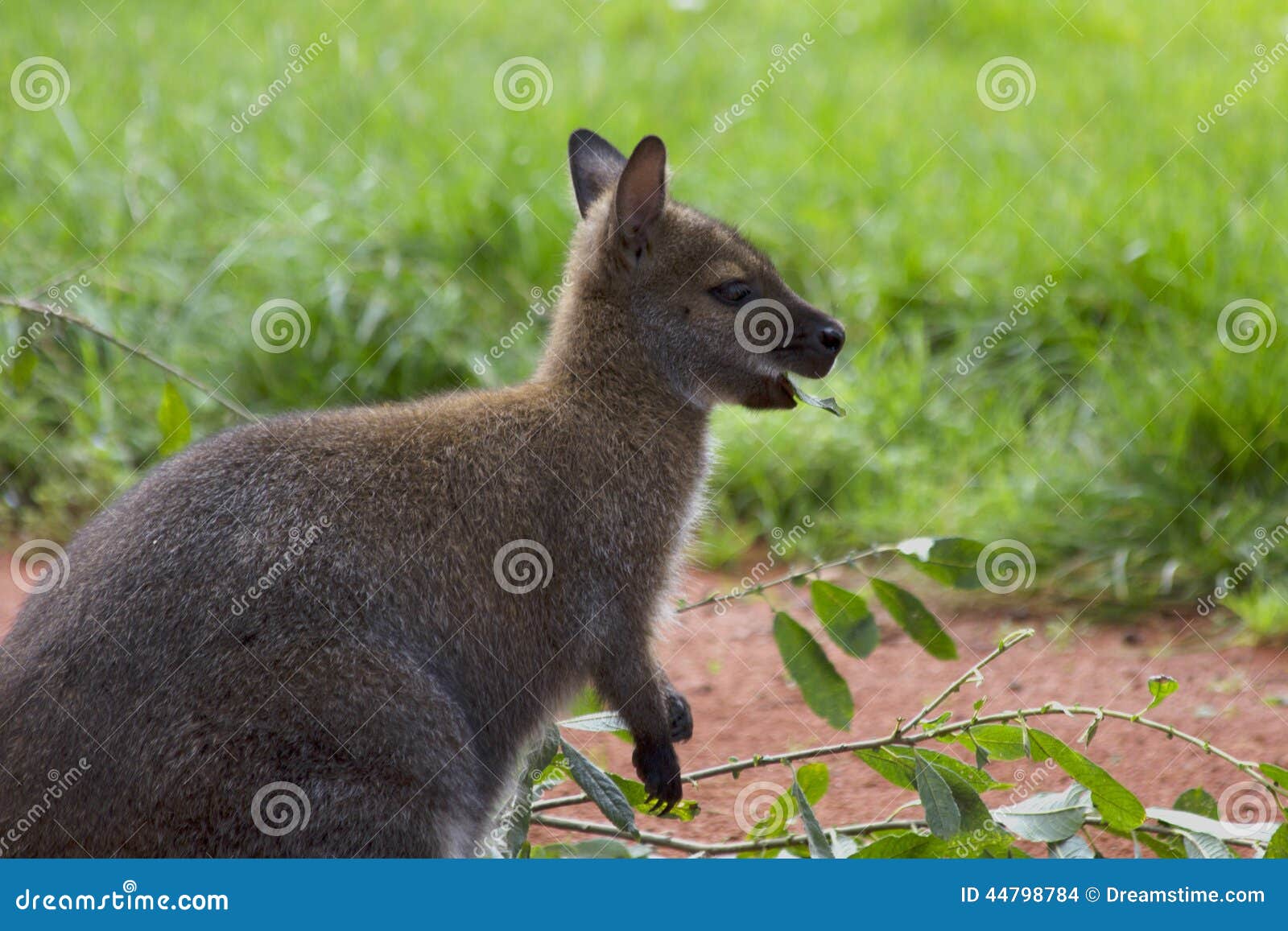 Kangaroo stock photo. Image of kangaroo, whiskers, wild - 44798784