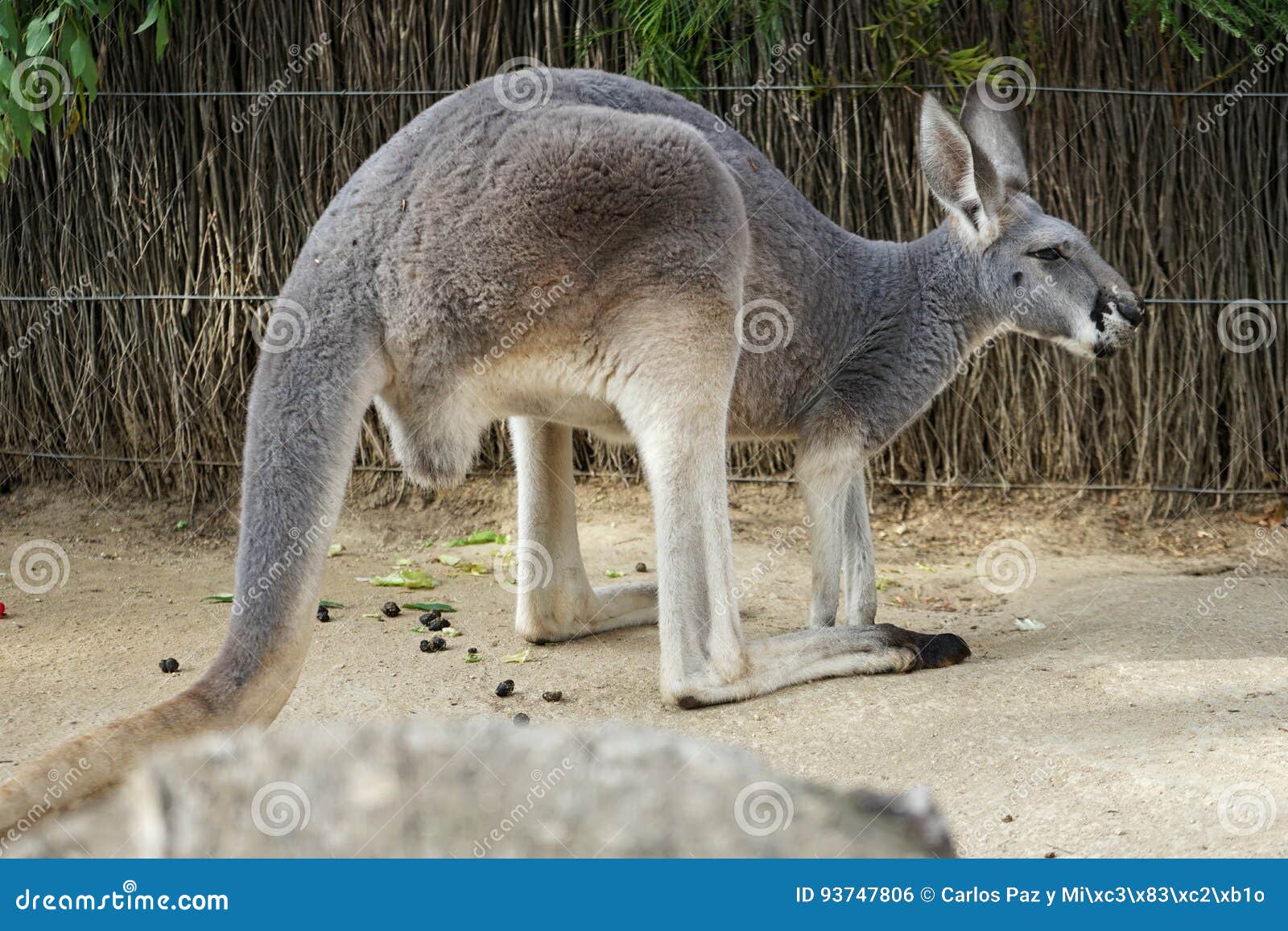 Kangaroo stock photo. Image of closeup, mammal, animal - 93747806