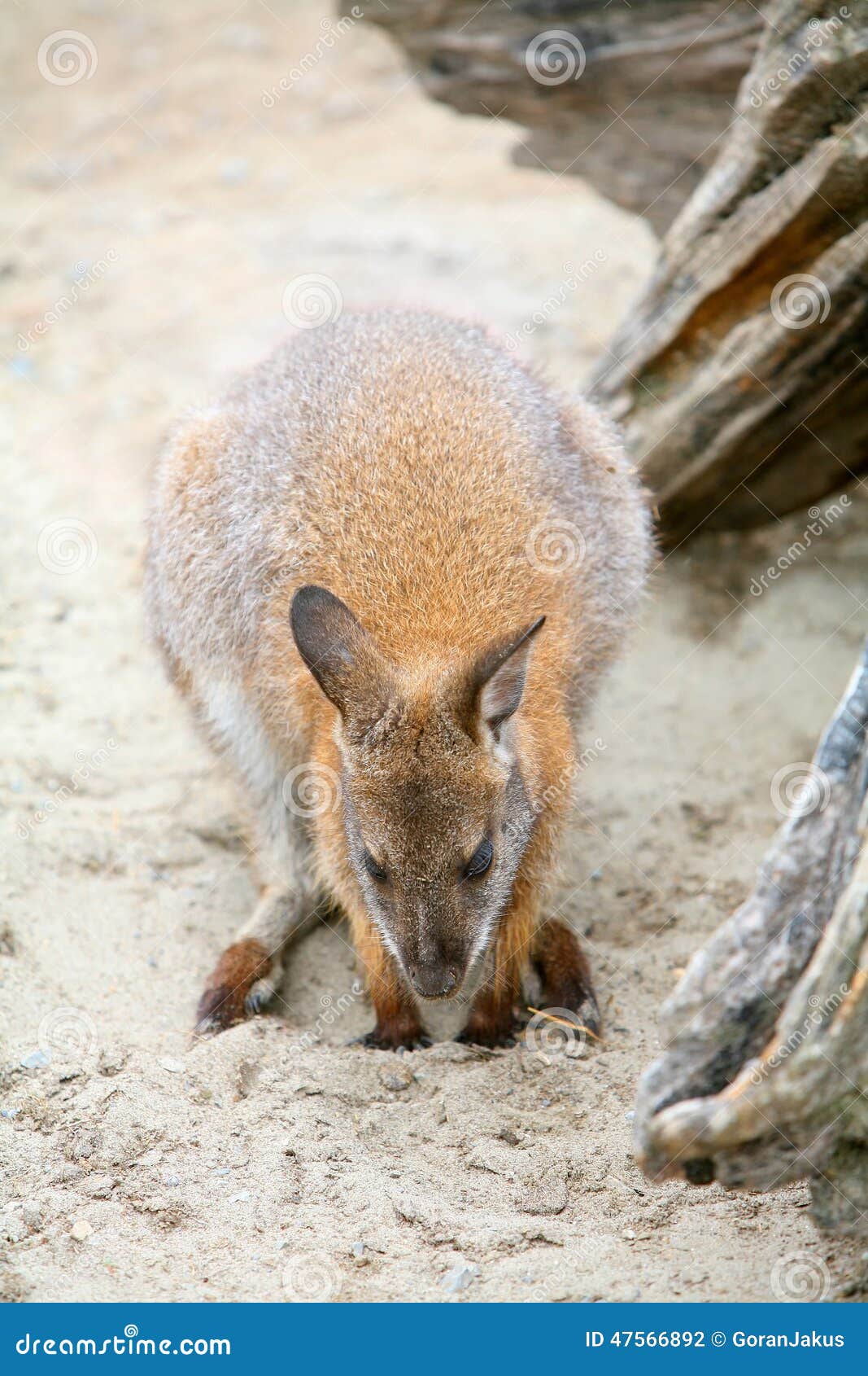 Kangaroo in zoo stock photo. Image of shallow, field - 47566892