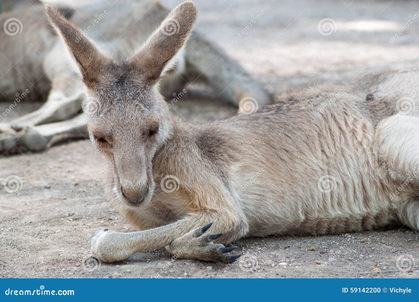 Kangaroo in a Zoo in Israel Stock Photo - Image of colors, herbivore ...