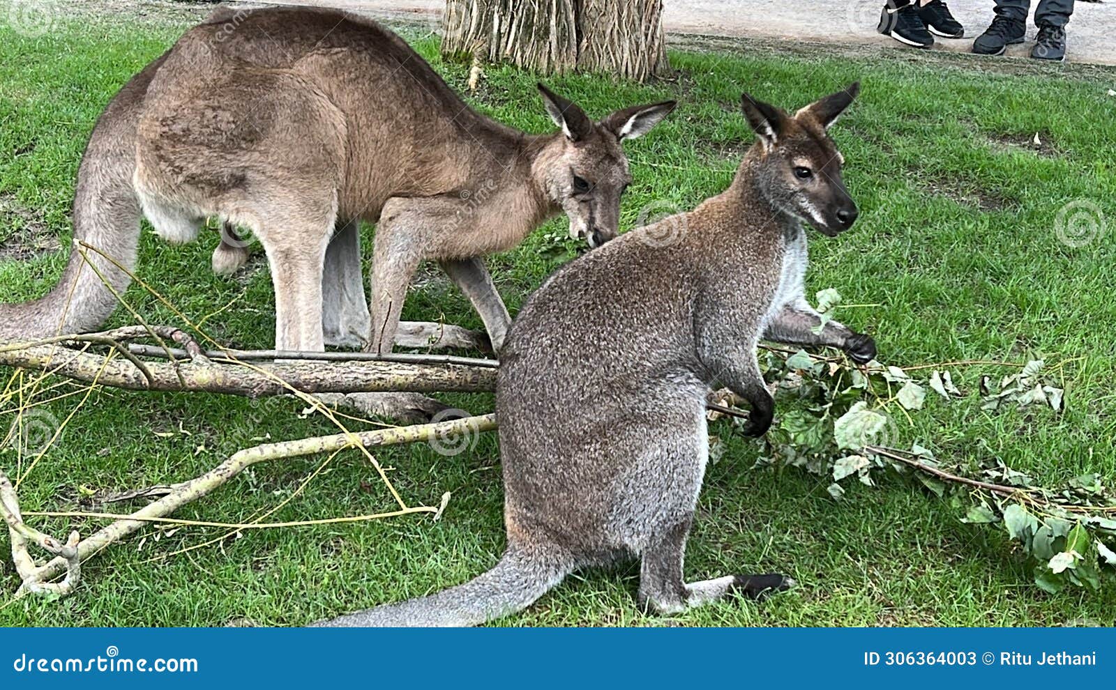 Kangaroo stock image. Image of marsupial, nature, mammal - 306364003