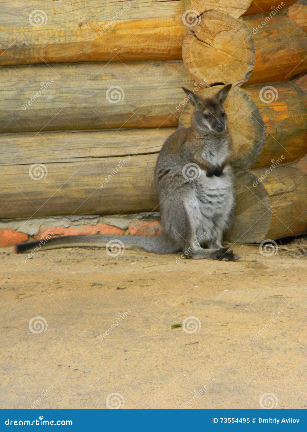 Kangaroo at the Zoo. Marsupial. Stock Image - Image of animal, fauna ...