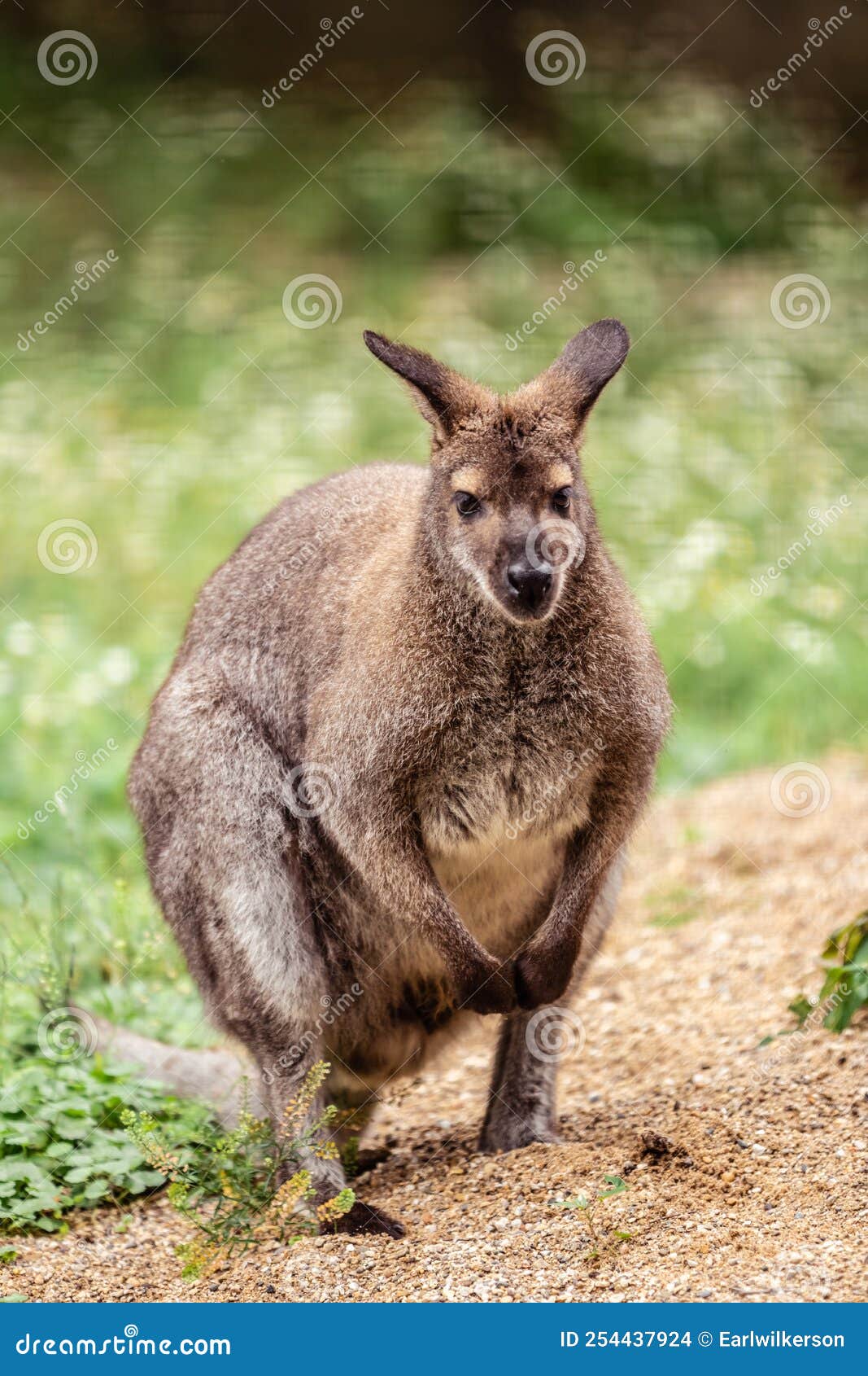 Kangaroo at the Zoo stock photo. Image of nature, grass - 254437924