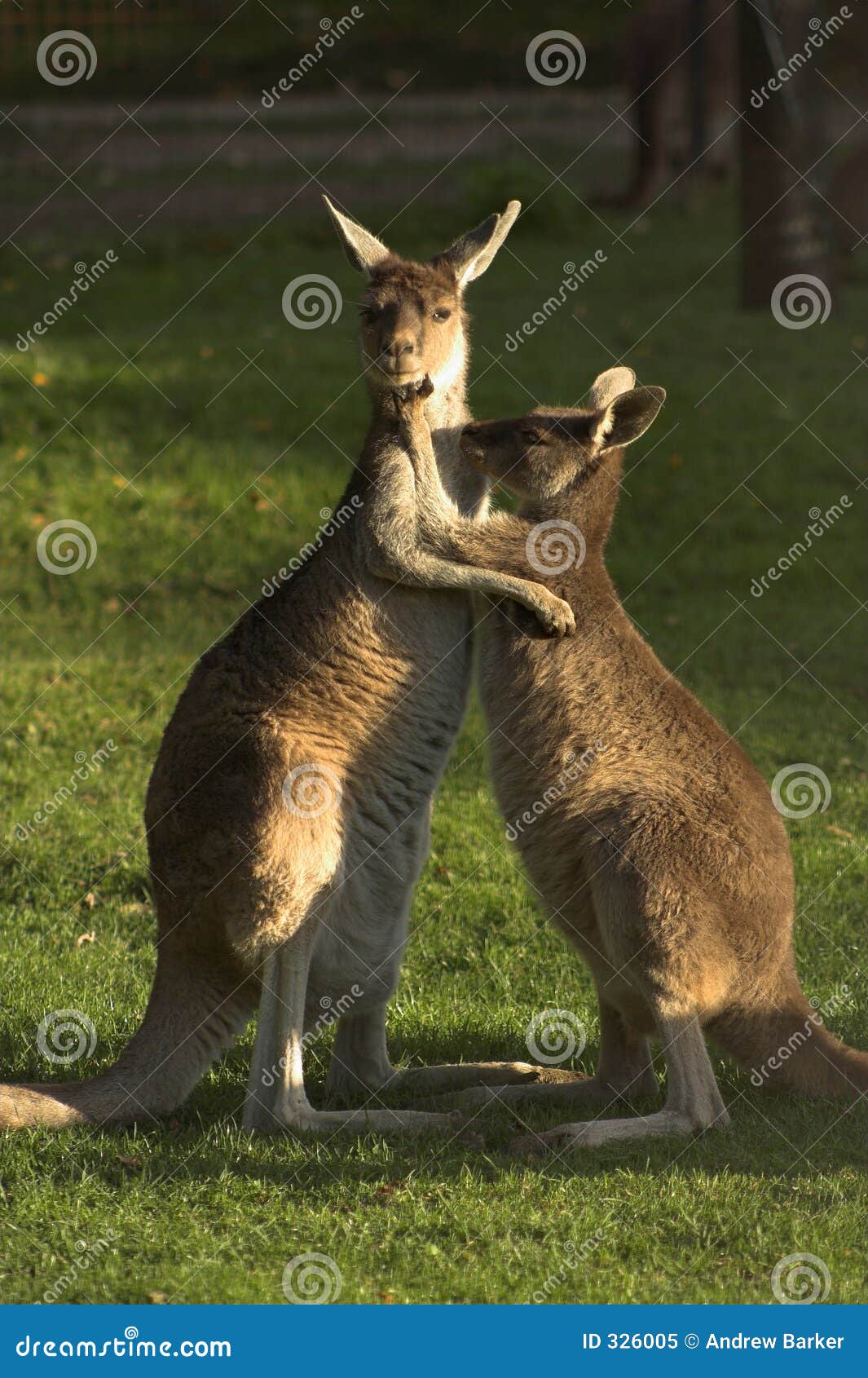 Kangaroos stock image. Image of friend, ears, wildlife - 326005