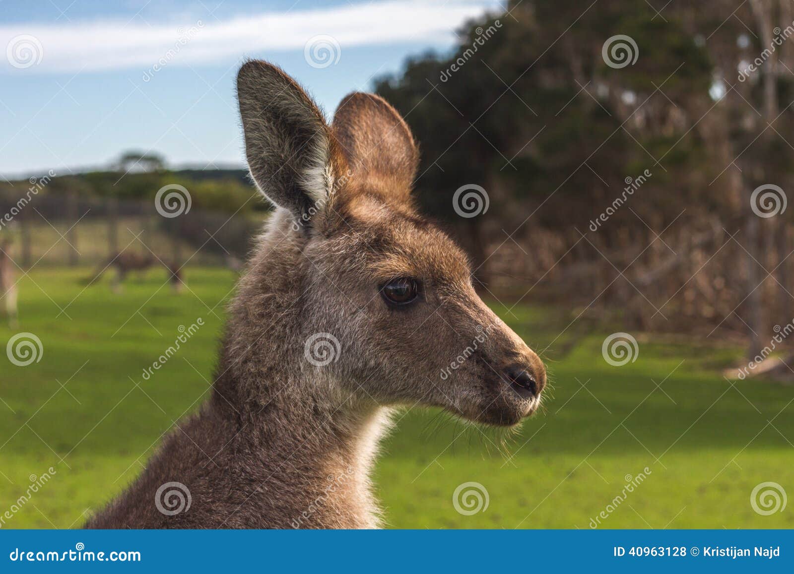 Kangaroos in the Australian Outback Stock Photo - Image of outback ...