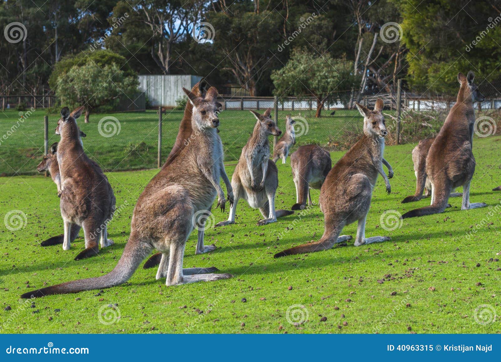 Kangaroos in the Australian Outback Stock Image - Image of paws, brown ...