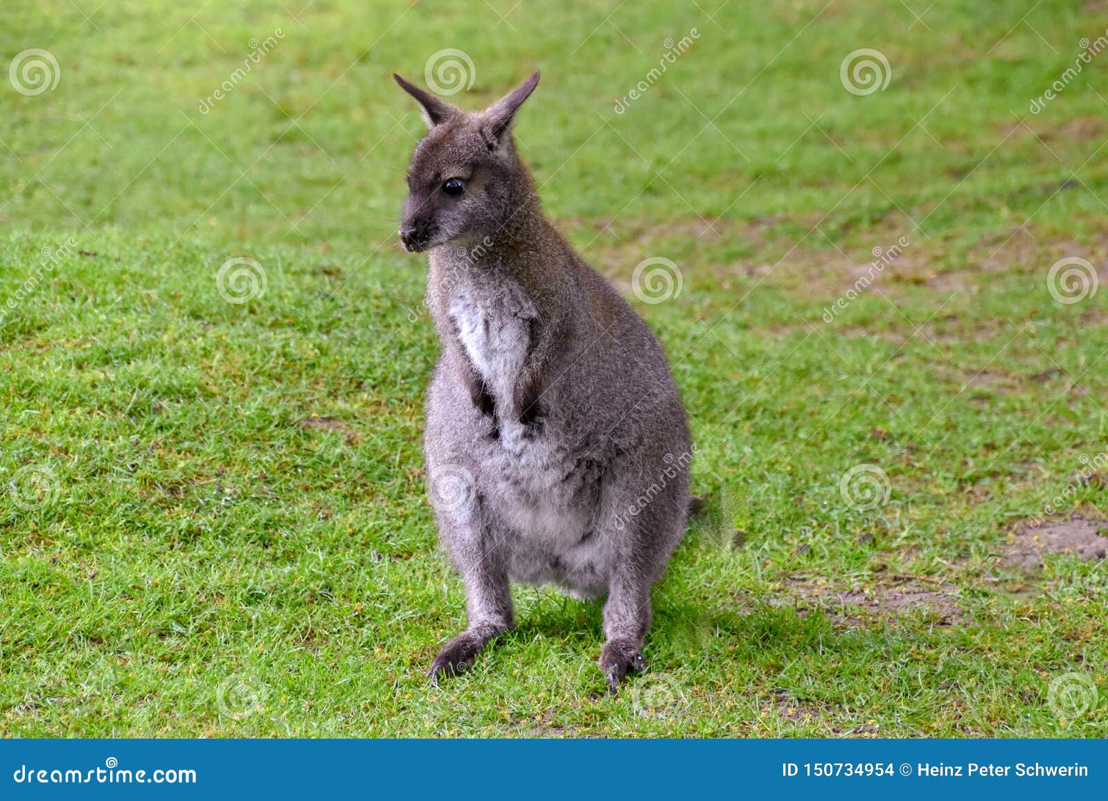 Kangaroos with Baby in the Bag Stock Photo - Image of green, grass ...