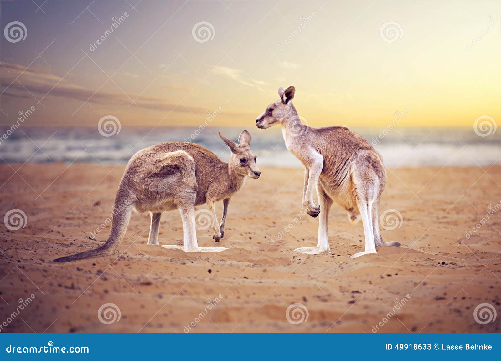Kangaroos at the beach stock image. Image of vacation - 49918633