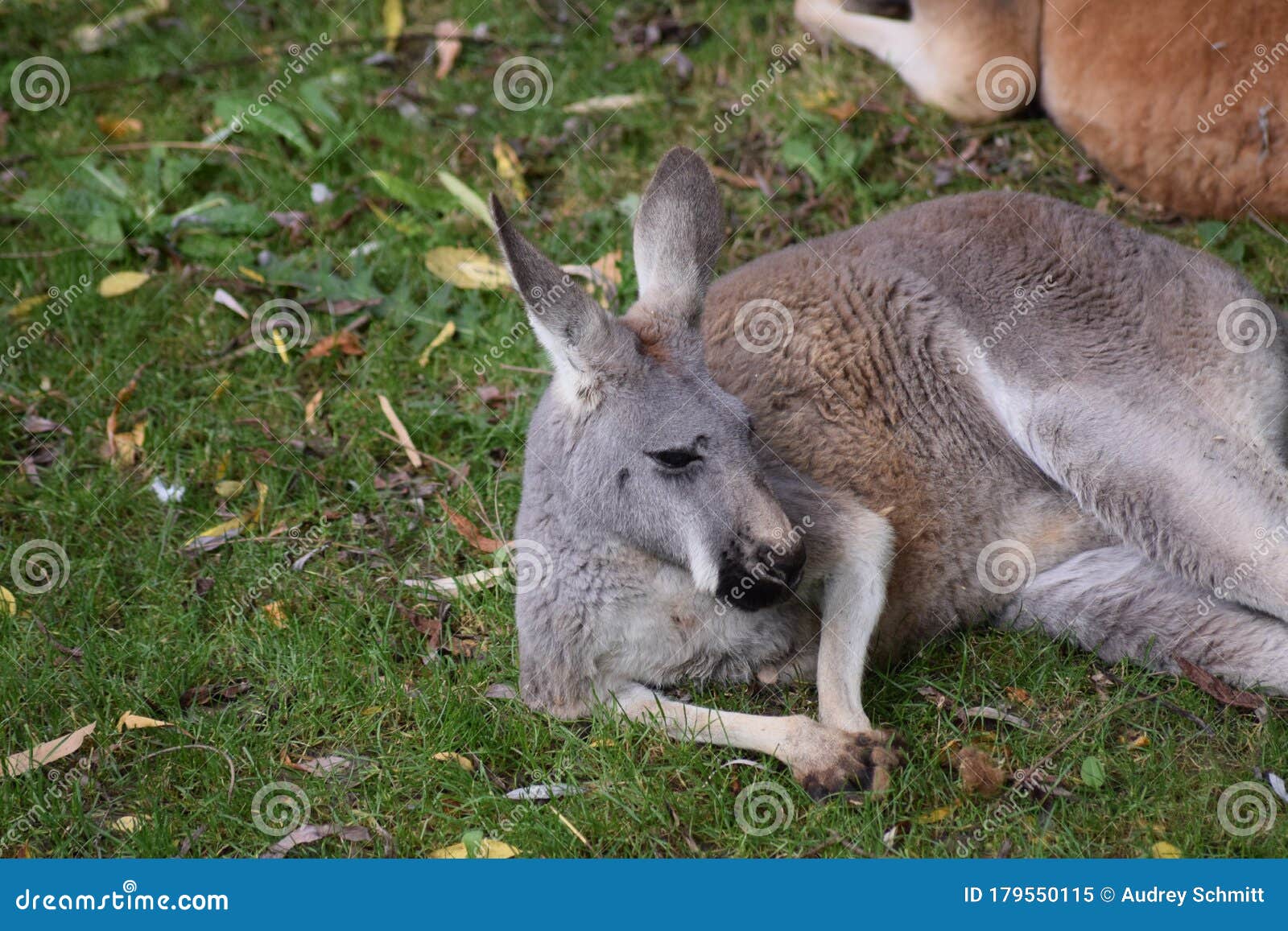 Kangaroos Chill in Her Enclosure Stock Image - Image of kangaroos ...