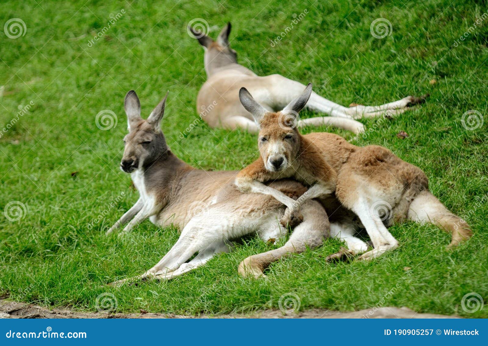 Kangaroos Chilling on the Green Grass Stock Image - Image of animal ...