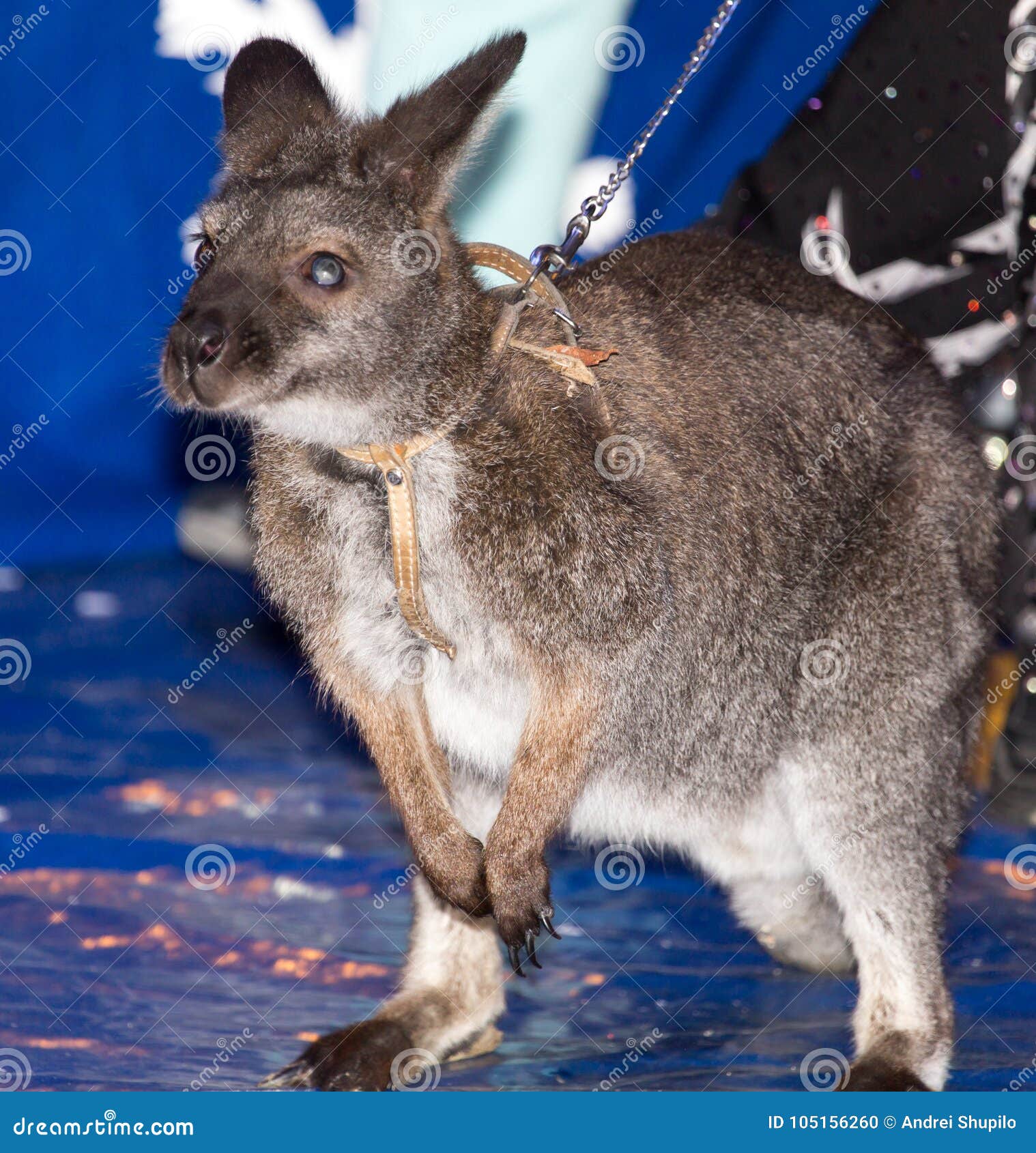 Kangaroos in the circus stock photo. Image of gray, nose - 105156260