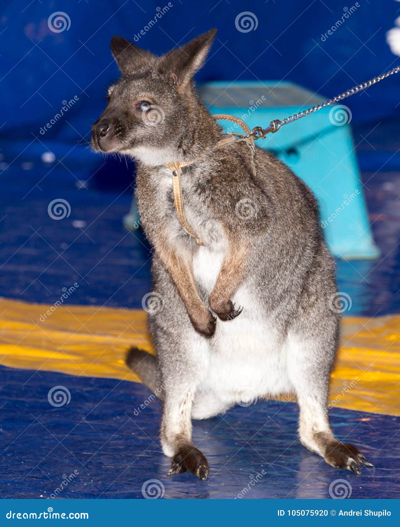 Kangaroos in the circus stock photo. Image of macropus - 105075920