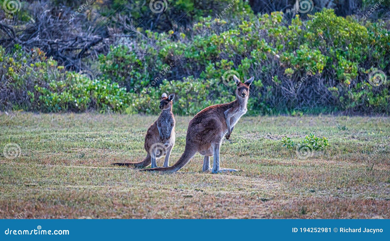 Kangaroos at the Coast of Lancelin WA Stock Image - Image of marsupial ...