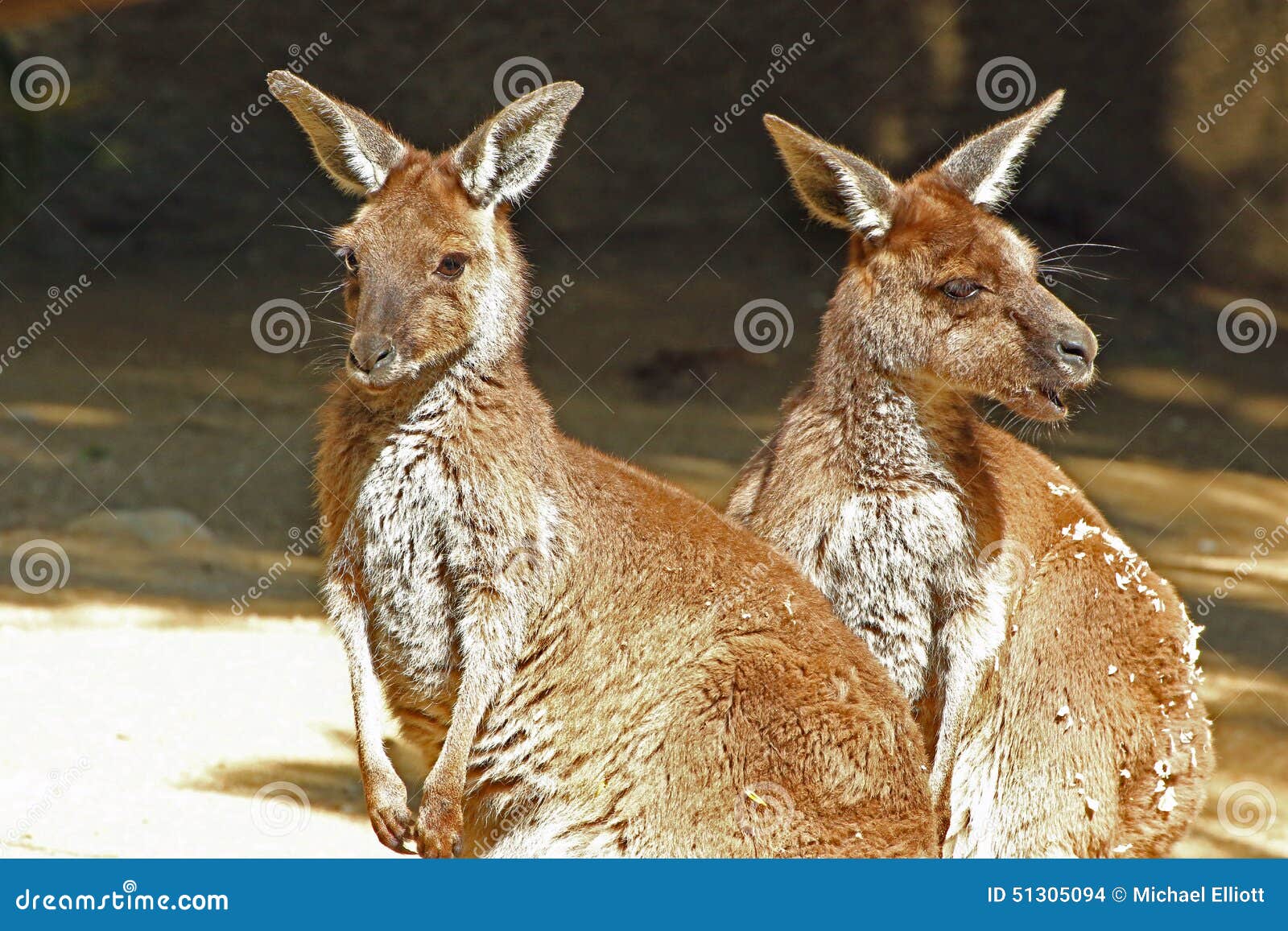 Kangaroos stock photo. Image of kangaroo, looking, laying - 51305094