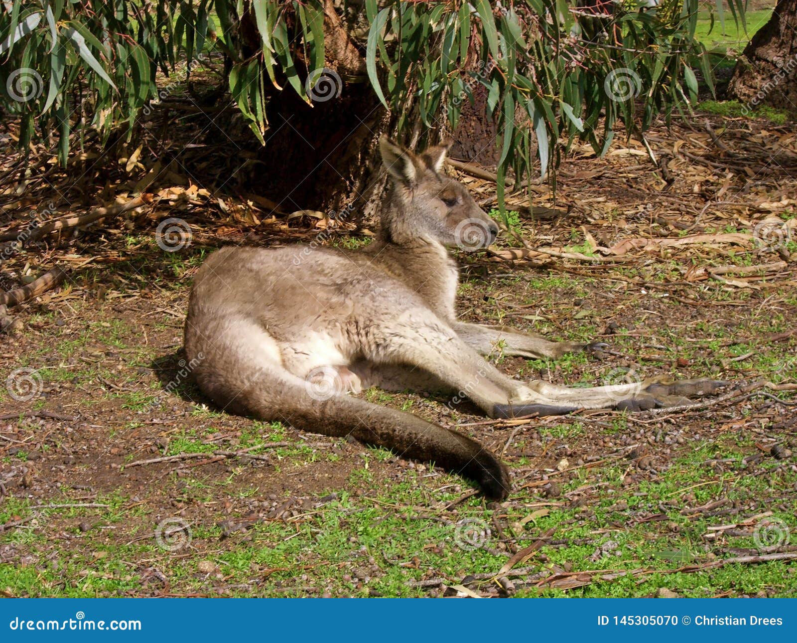 Sleepy kangaroo stock photo. Image of summer, animals - 145305070