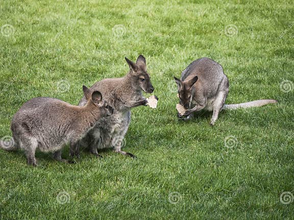 Kangaroos-food stock photo. Image of mammals, vertebrates - 26889660