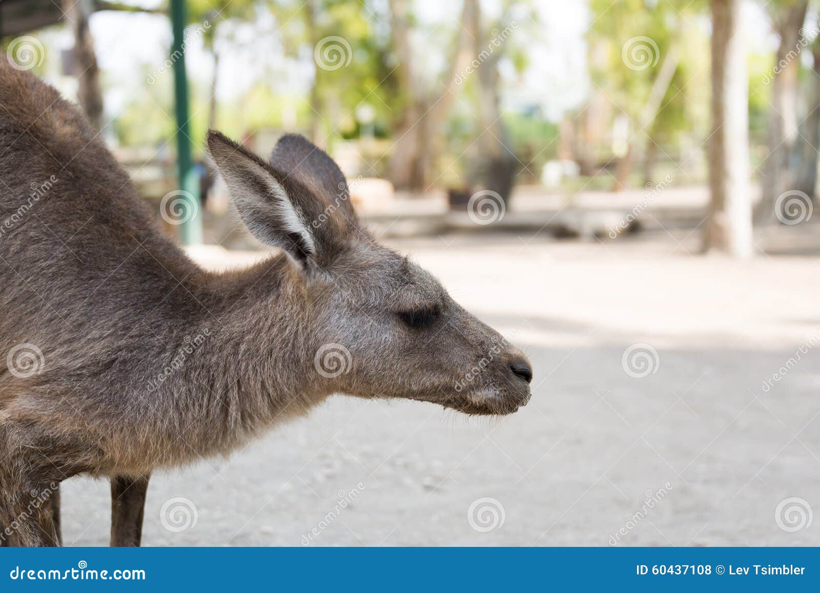 Kangaroos at Gan Garoo stock photo. Image of israel, australia - 60437108