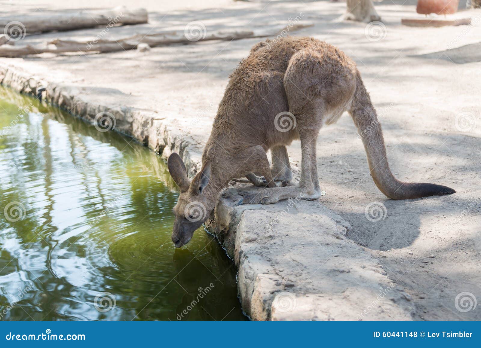 Kangaroos at Gan Garoo stock photo. Image of israel, water - 60441148