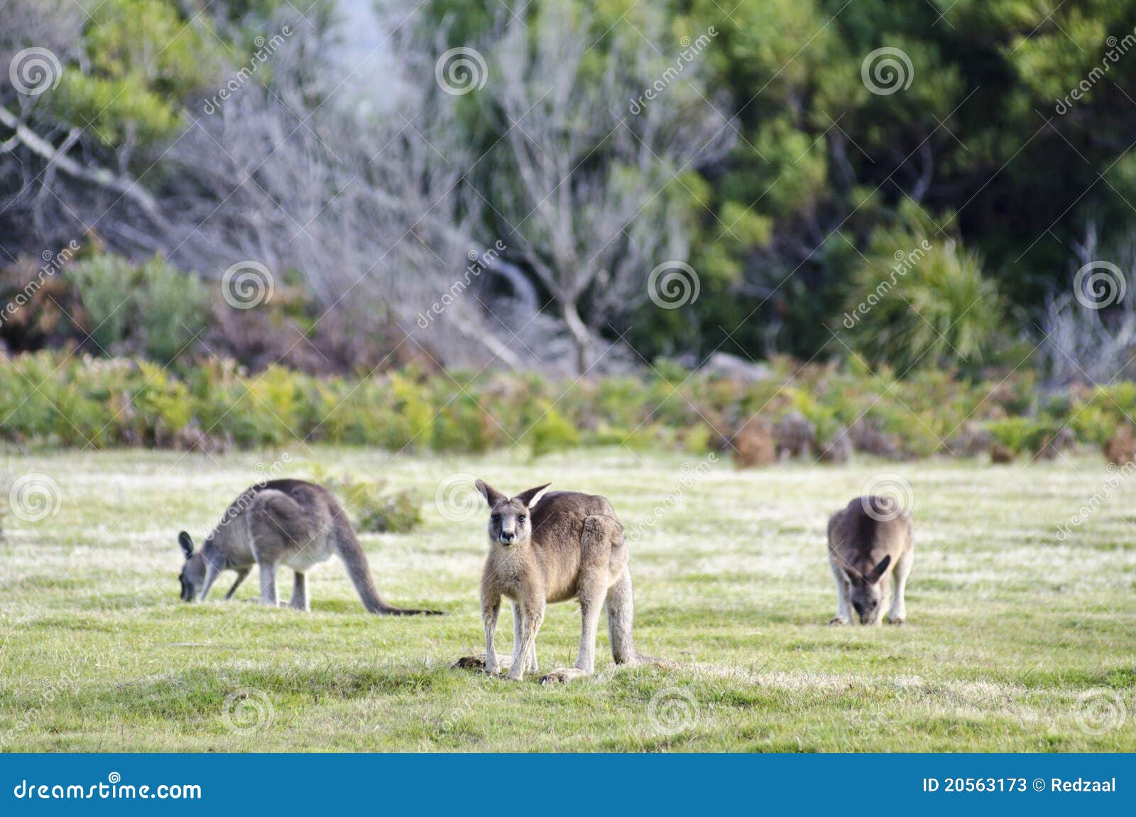 Kangaroos Grazing, Narawntapu National Park Stock Image - Image of ...