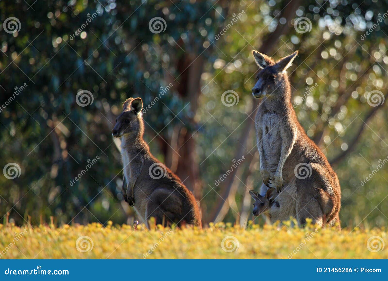 Kangaroos with Joey stock photo. Image of ayers, kangoroo - 21456286