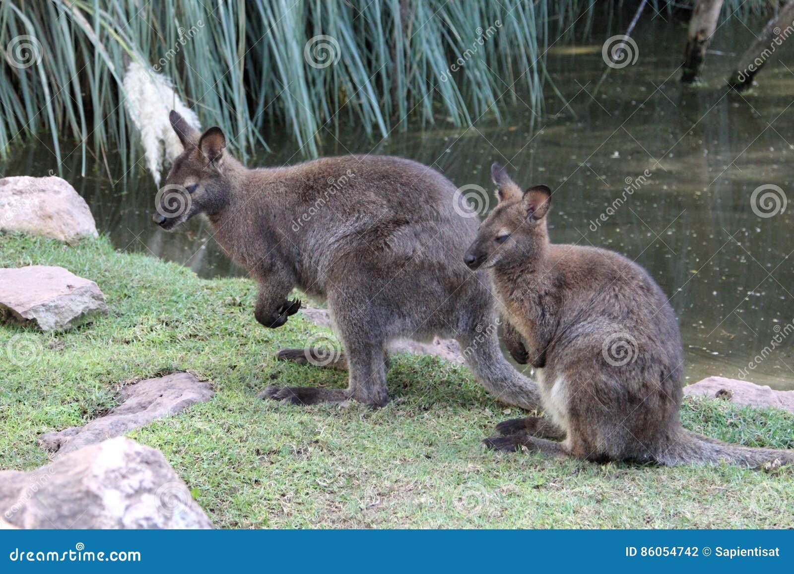 Kangaroos stock photo. Image of green, australian, lazy - 86054742