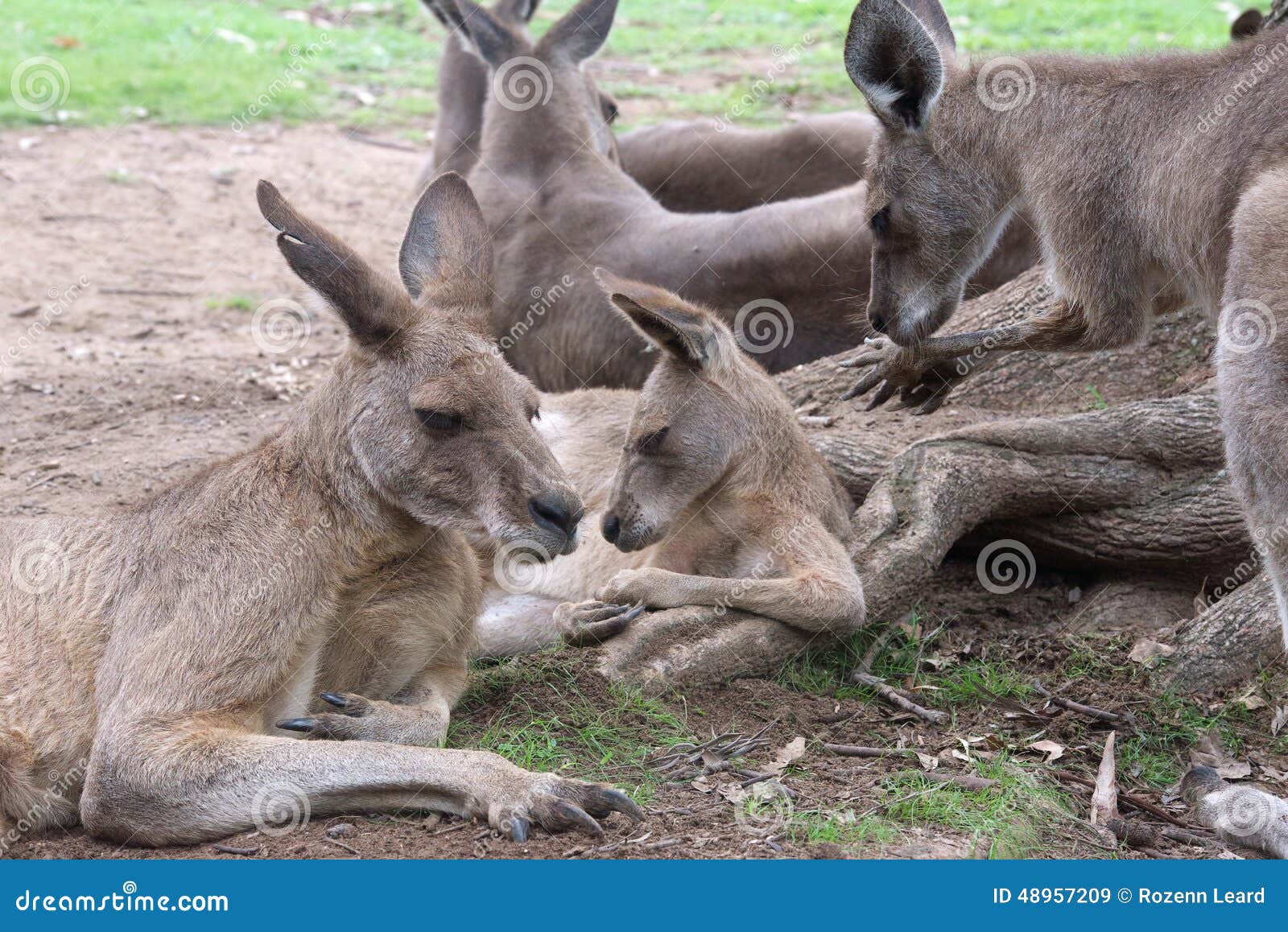 Kangaroos stock image. Image of wildlife, animal, marsupials - 48957209