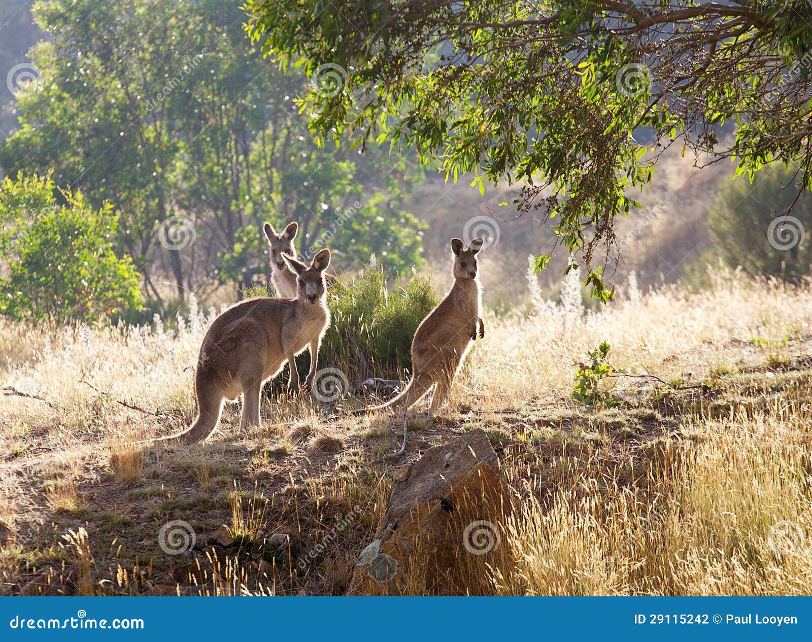 Kangaroos in the morning stock photo. Image of landscape - 29115242